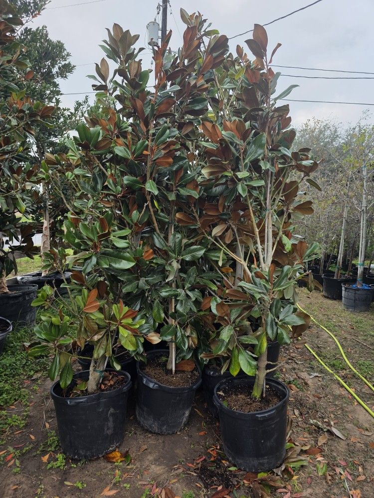 Magnolias Tree 15gallones 9ft Tall for Sale in Edinburg, TX - OfferUp