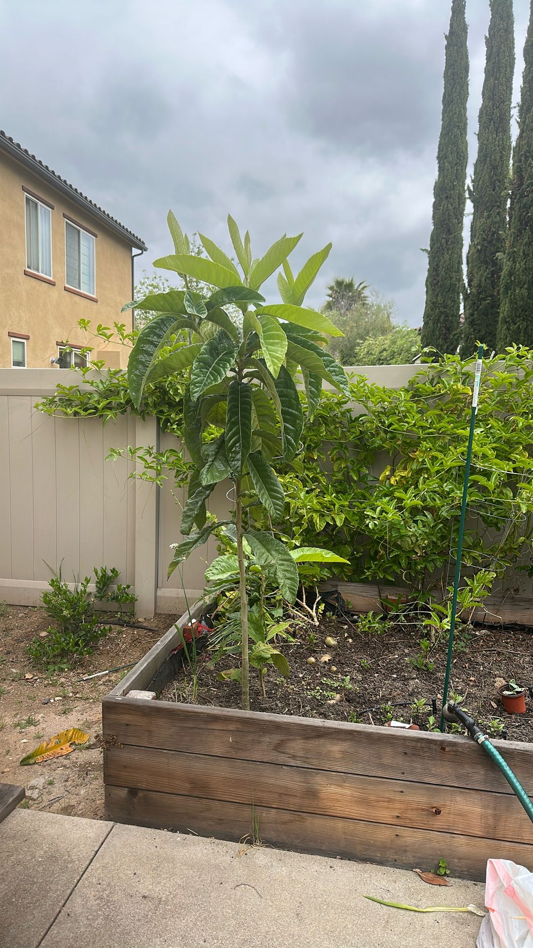 Big Loquat Tree For $50 for Sale in San Diego, CA - OfferUp
