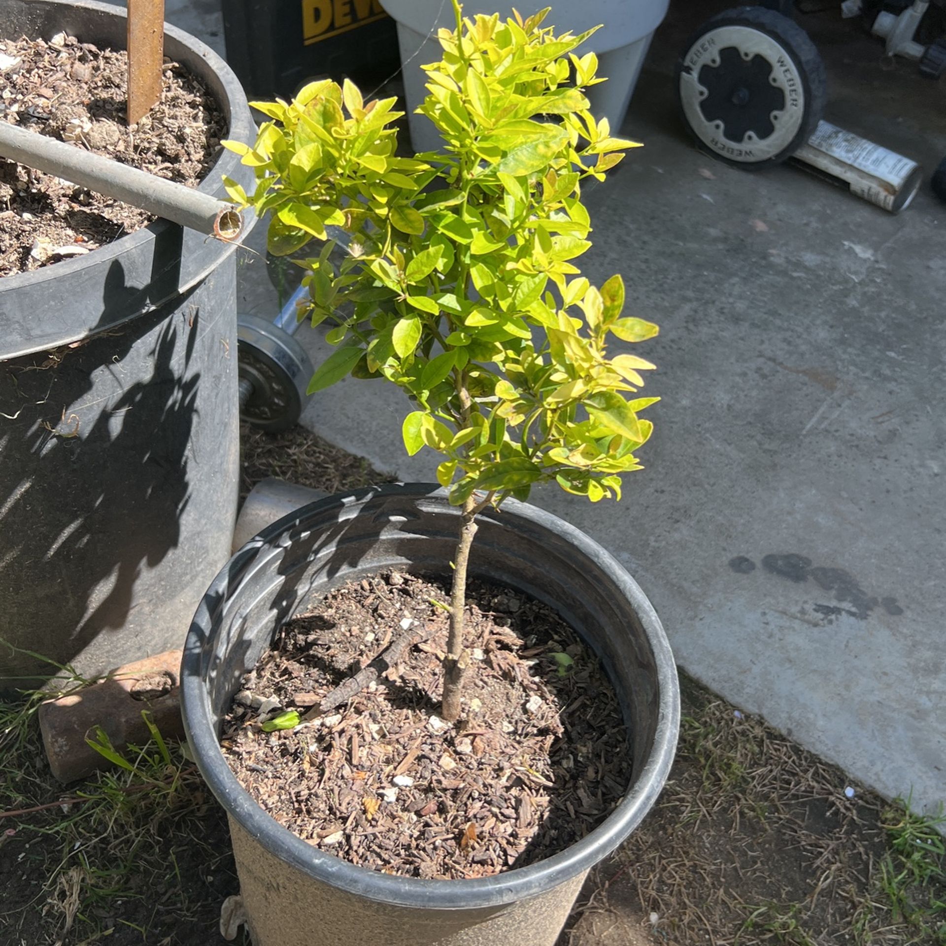 Small Lemon Tree for Sale in El Monte, CA - OfferUp