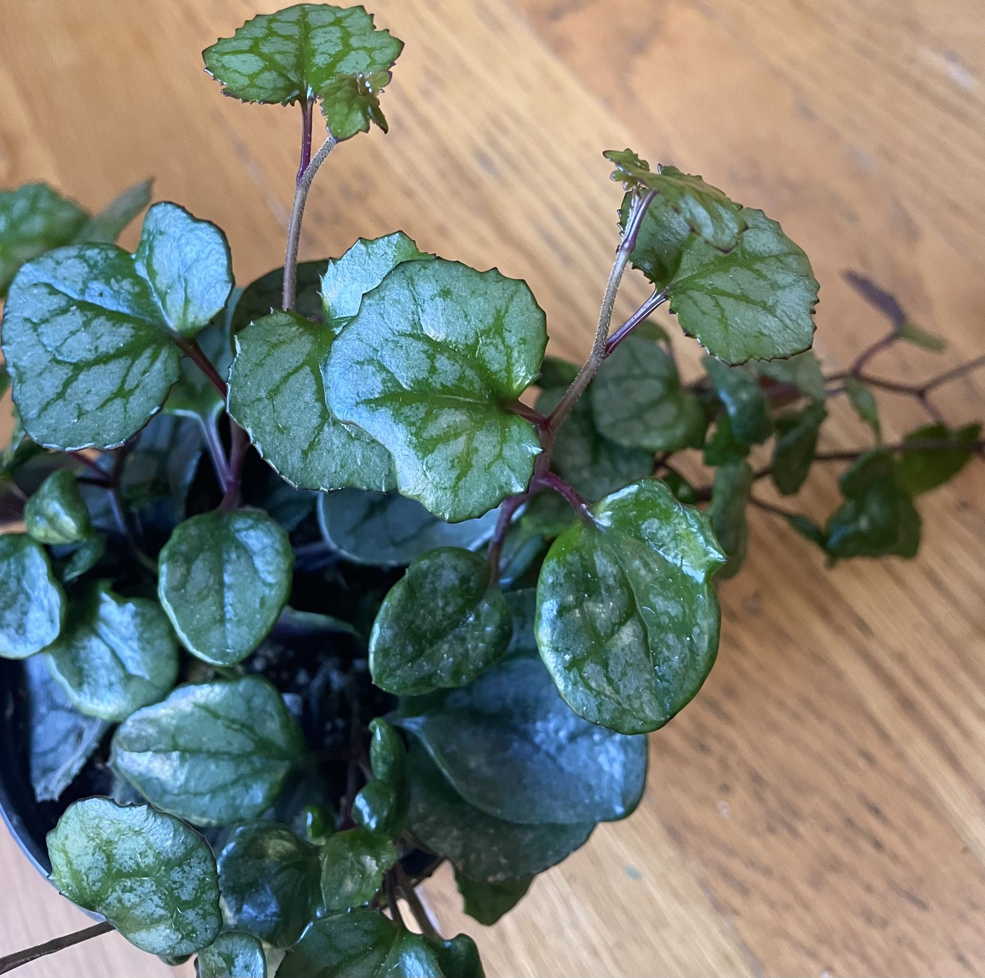 German Ivy / Free Delivery Available for Sale in Seattle, WA - OfferUp