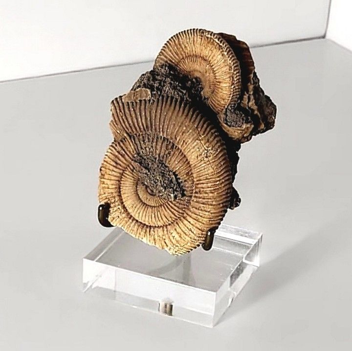 2.5 Million Year Old Nautilus Fossil for Sale in Denver, CO - OfferUp