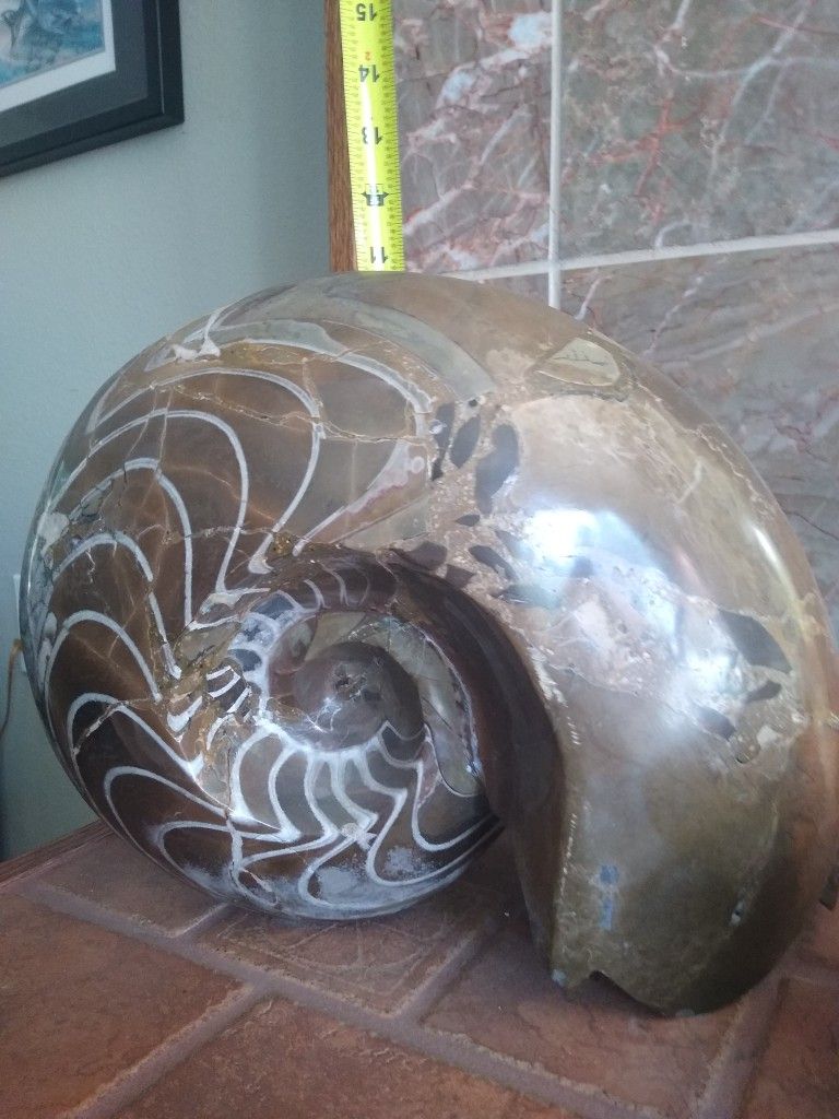 Giant Nautilus Shell