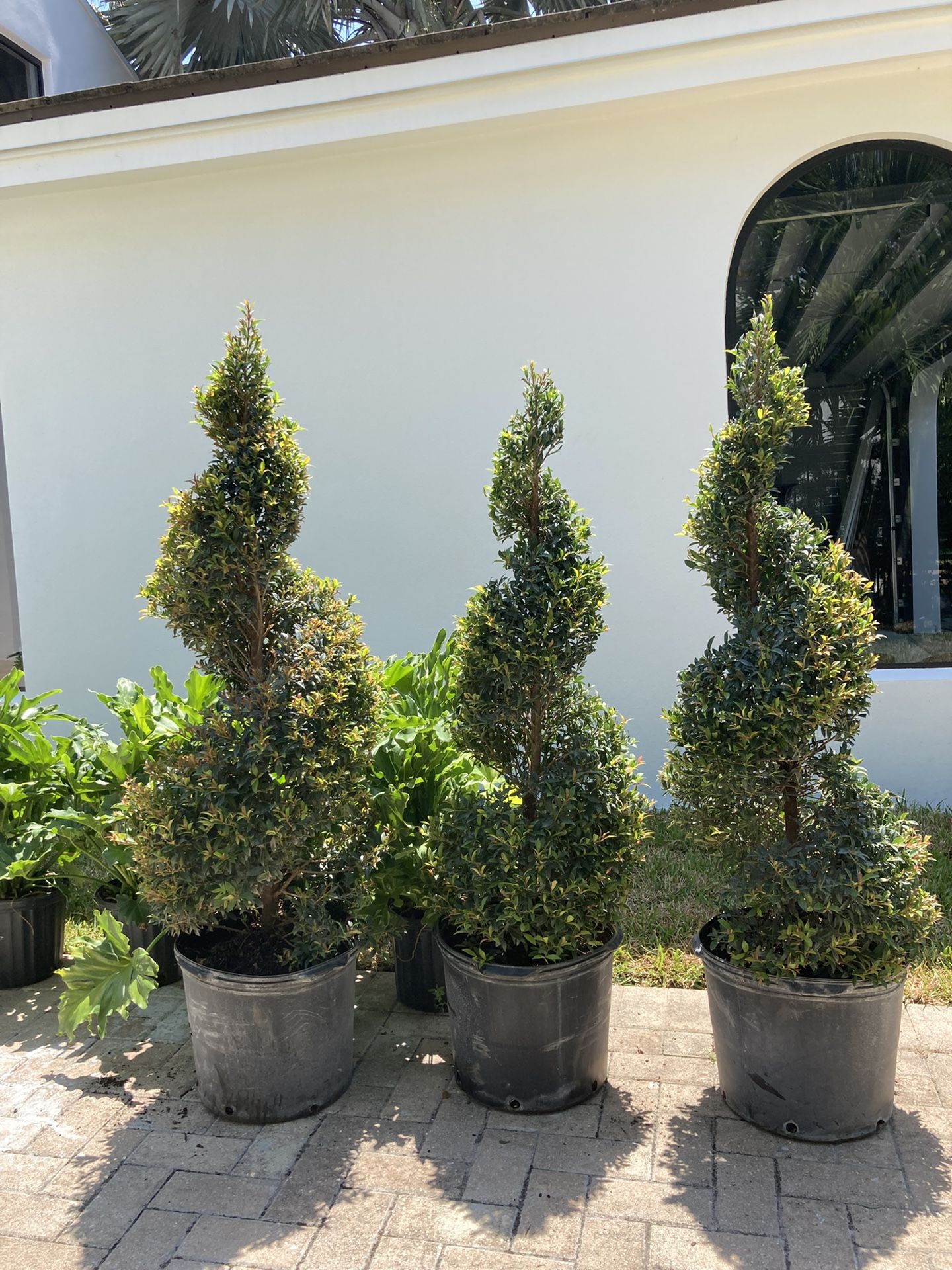 Topiary Trees for Sale in Laud Lakes, FL - OfferUp