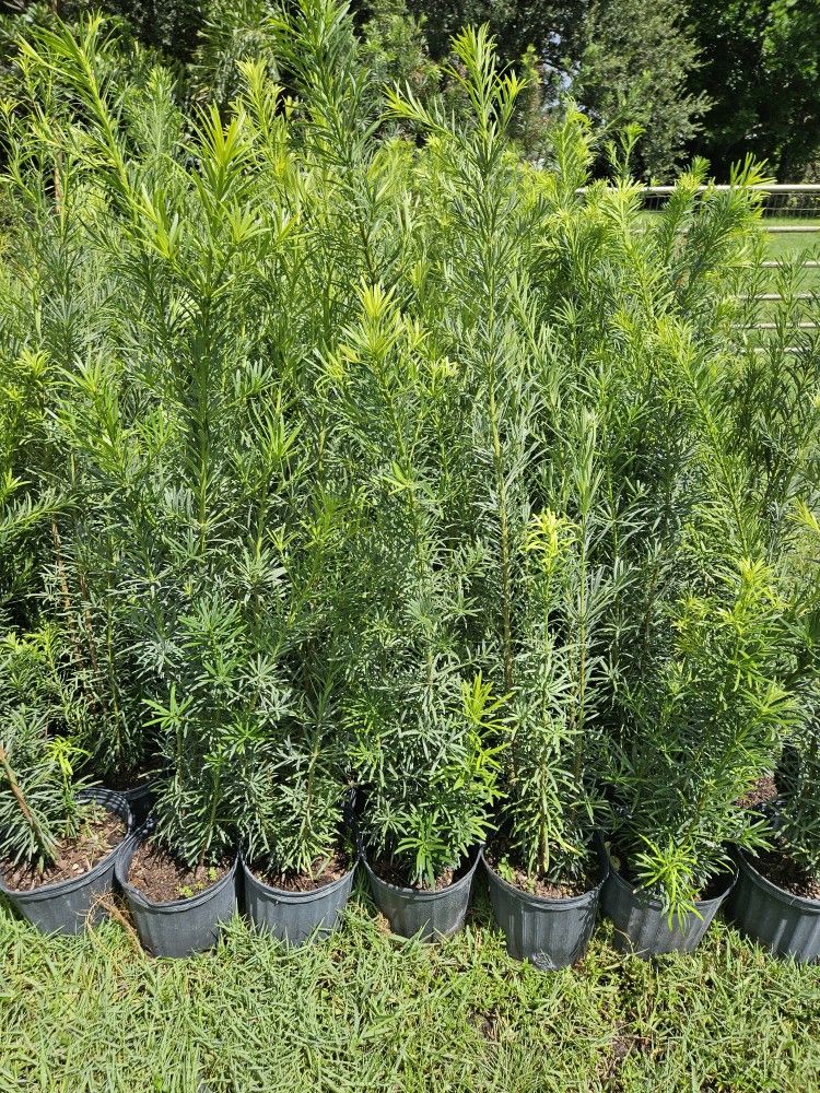 podocarpus over 4 feet tall Instant privacy Hedge for fence for Sale in ...
