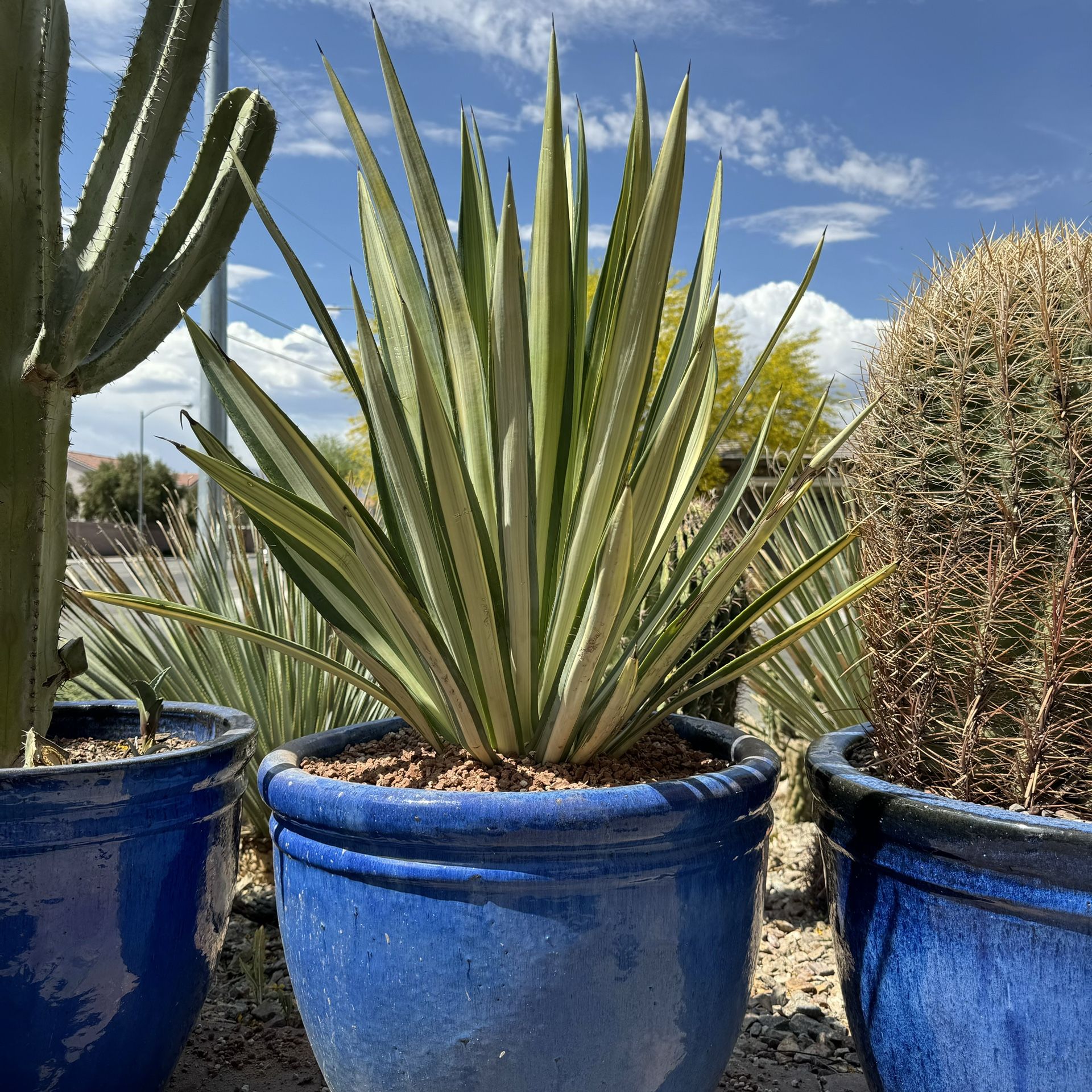100% Nevada Grown False Agave • Furcraea foetida • Plants • Cacti for ...
