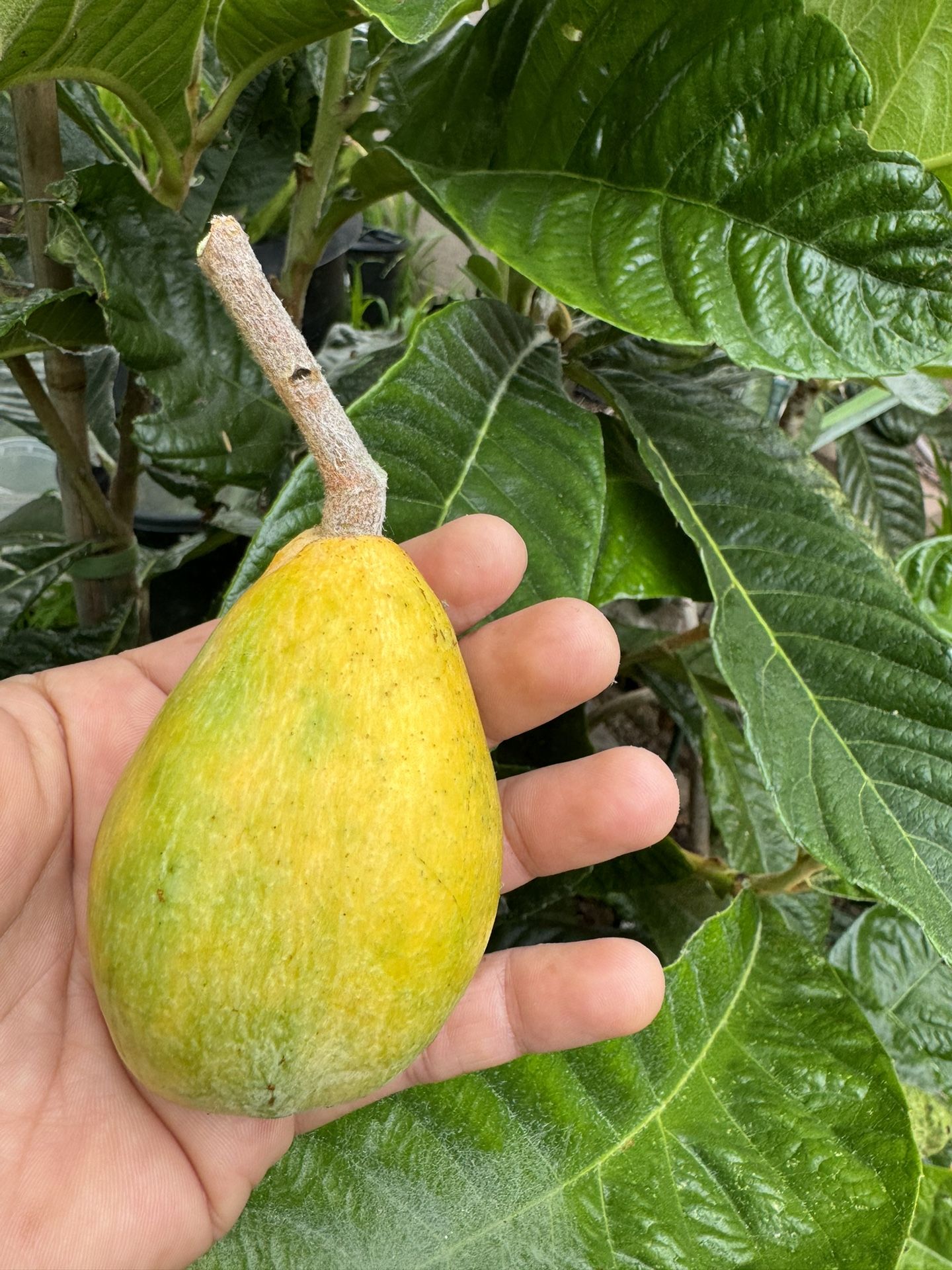 Peluche Loquat Air Layered Extremely Rare for Sale in Long Beach, CA ...