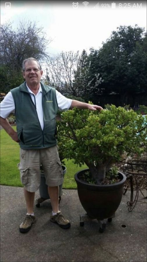 Giant Jade Plant