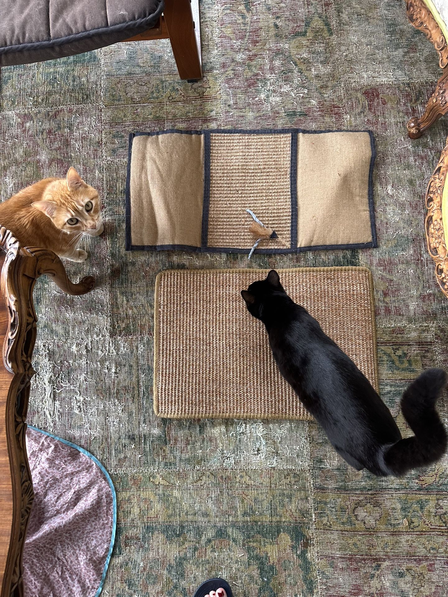 Free Cat Scratching Mats for Sale in Long Beach, CA - OfferUp