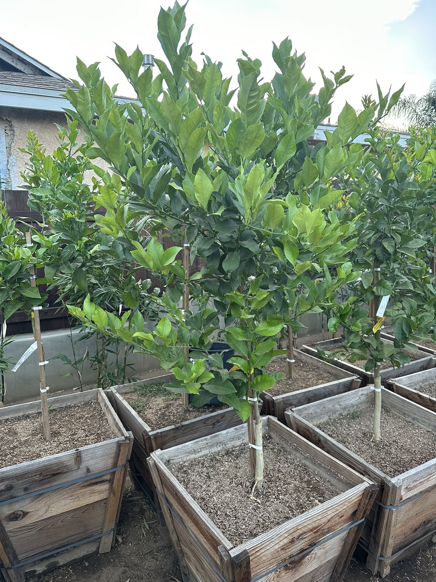 Lisbon Lemon for Sale in Los Angeles, CA - OfferUp