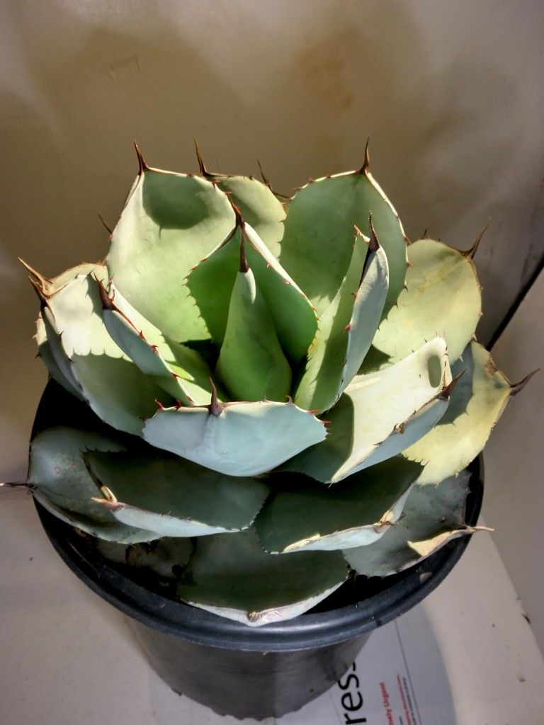 Agave Tobala Potatorum Mezcal Oaxaca Mexico for Sale in Fallbrook, CA ...