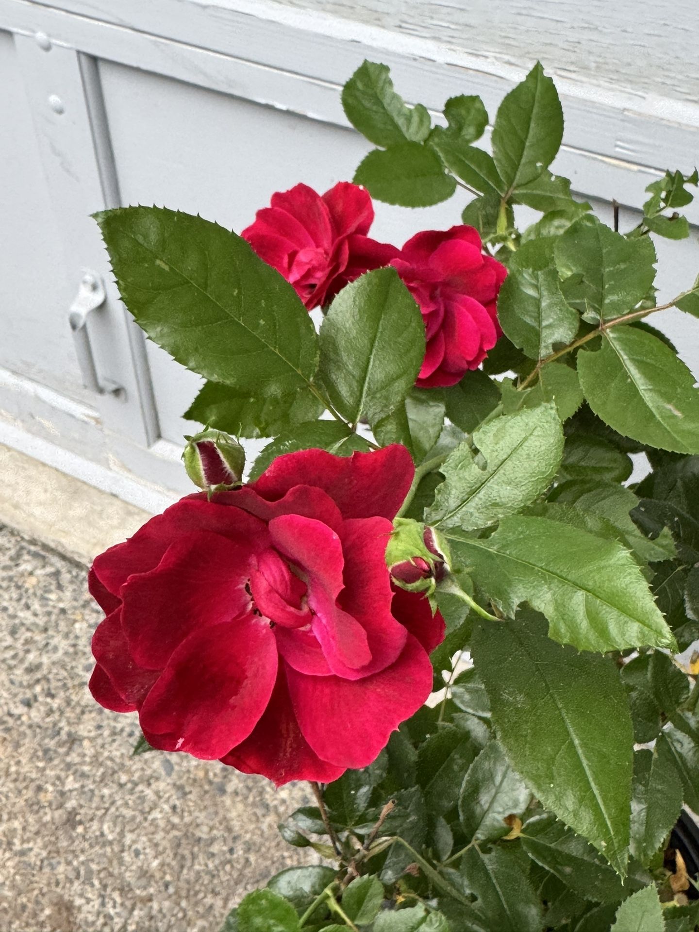 Brick House Rose for Sale in Federal Way, WA - OfferUp