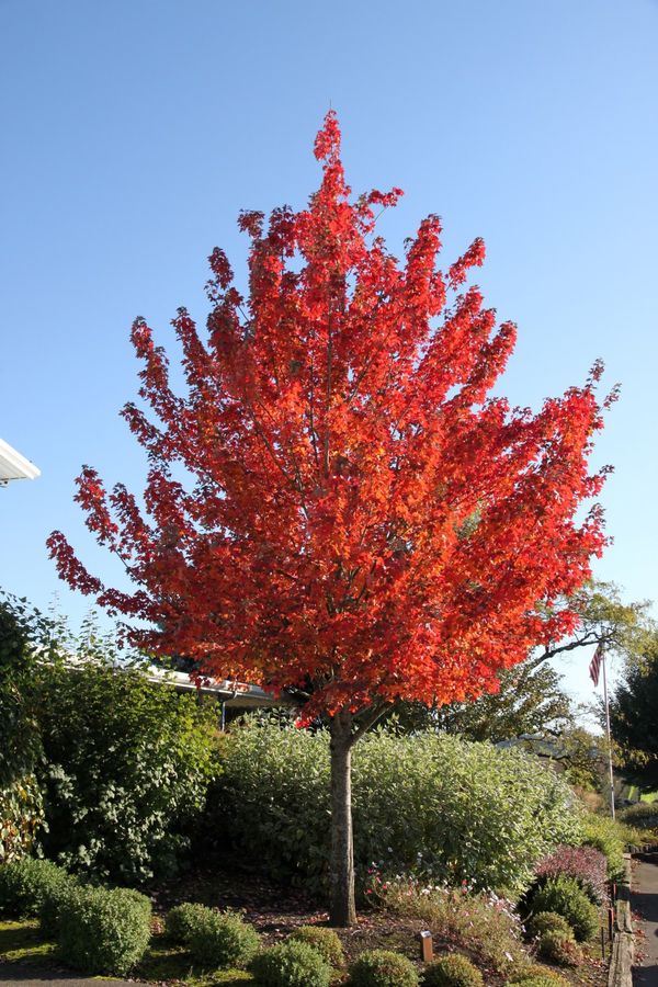 15 foot red maple trees for sale - Aslotampa