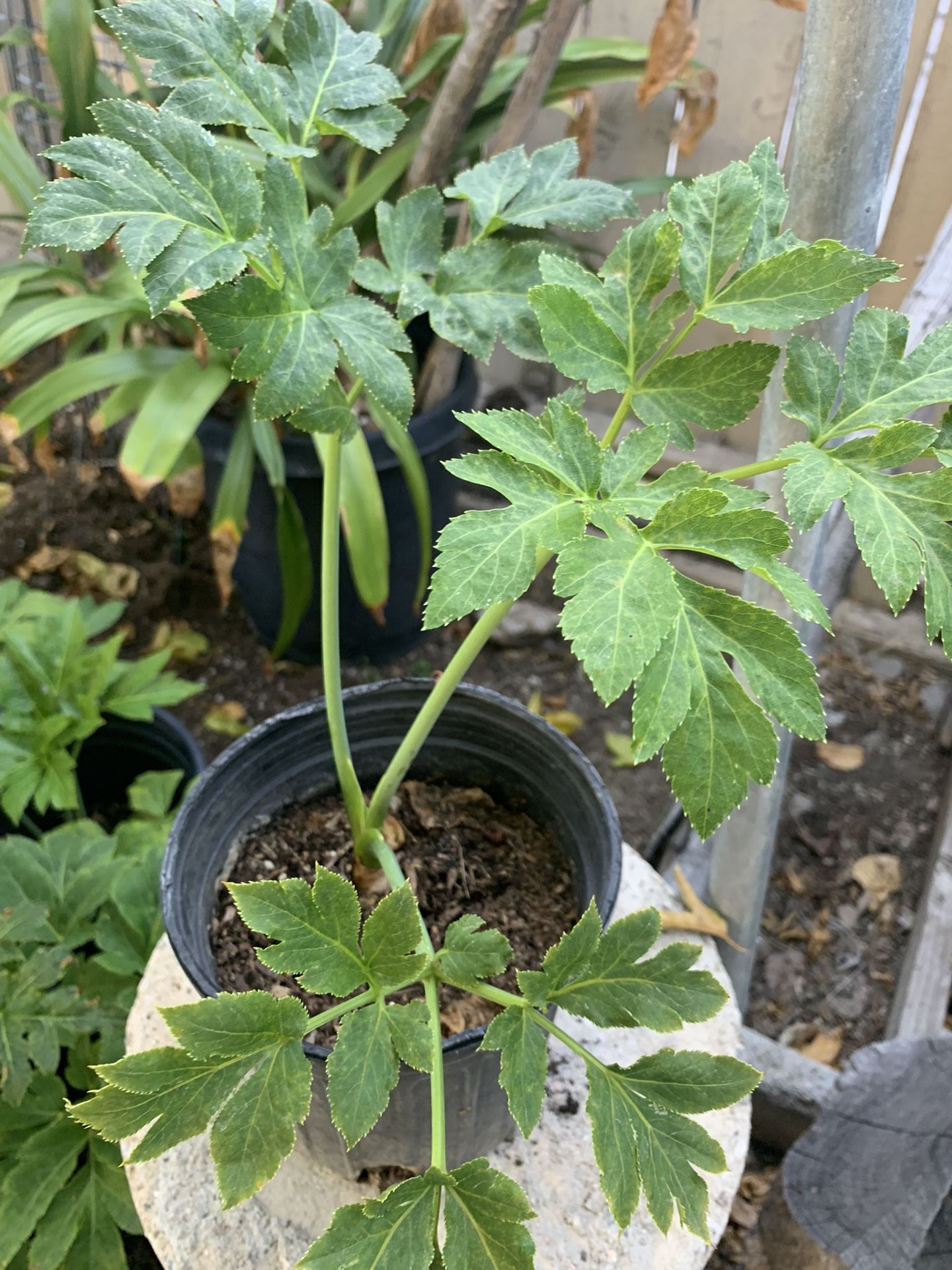 Ashitaba Plant