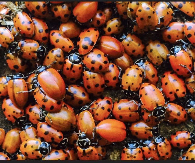 RESERVED 1,500 LIVE Ladybugs for Sale in Porter, OK - OfferUp