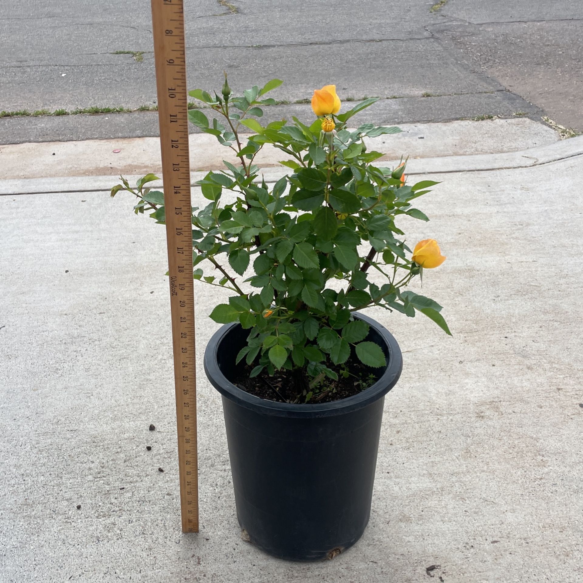 Medium Sized Rose Bush for Sale in Lincoln Acres, CA - OfferUp