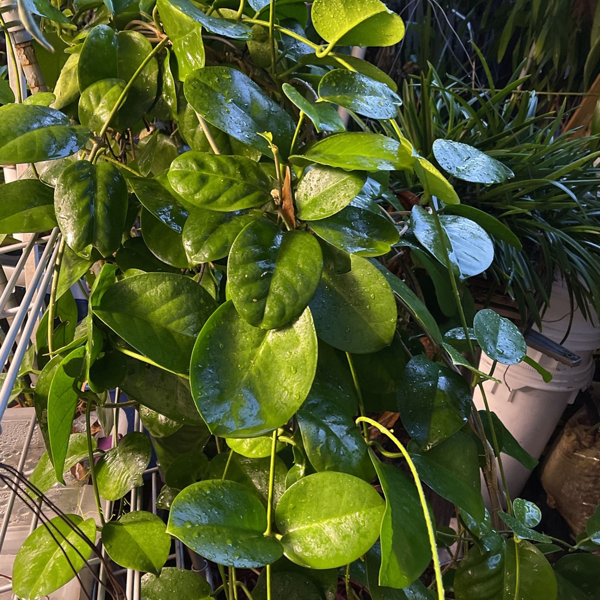 Hoya Hoya Hoyas 50+ Varieties Cuttings And Rooted for Sale in Halndle ...
