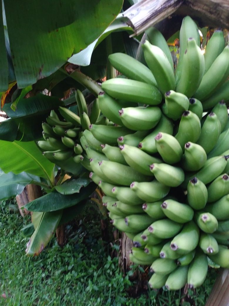 Chiquita banana tree plant for Sale in Pompano Beach, FL - OfferUp