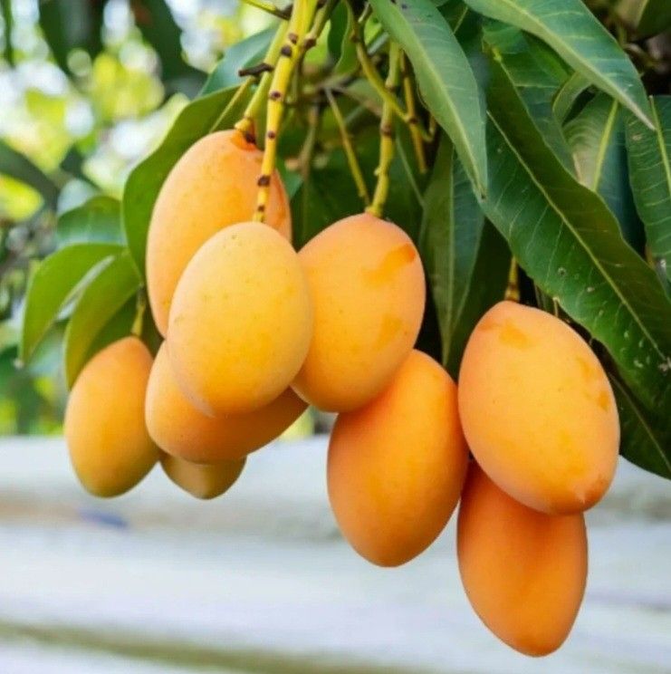 Grafted Mango Tree for Sale in Arcadia, CA - OfferUp