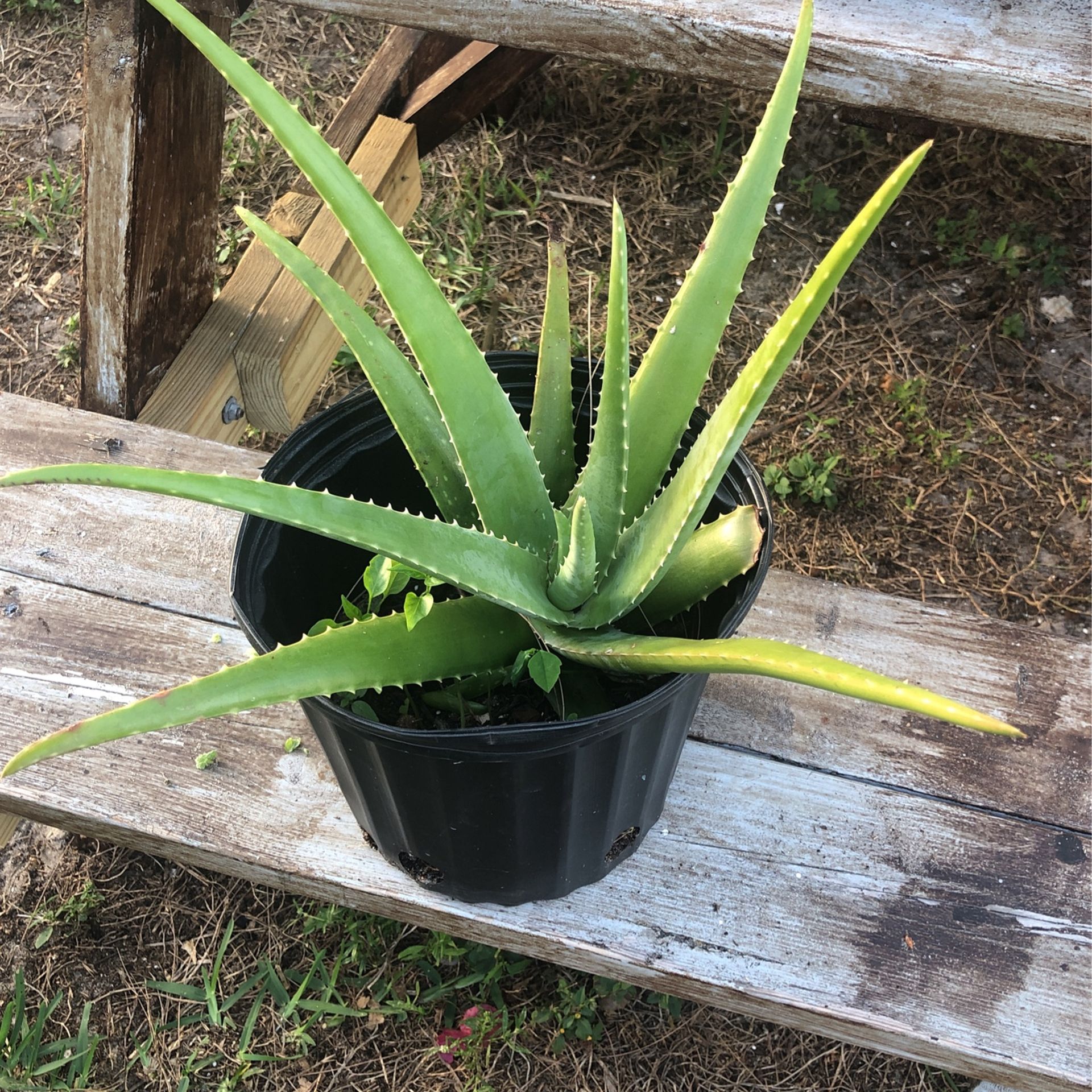 Aloe for Sale in Lake Worth, FL - OfferUp