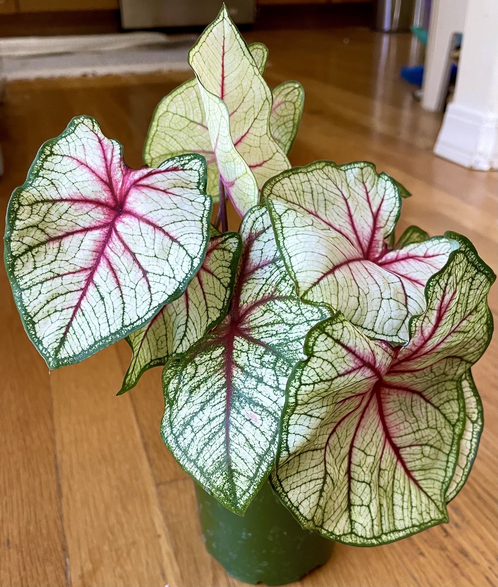 White Queen Caladium Plant / Free Delivery Available for Sale in ...