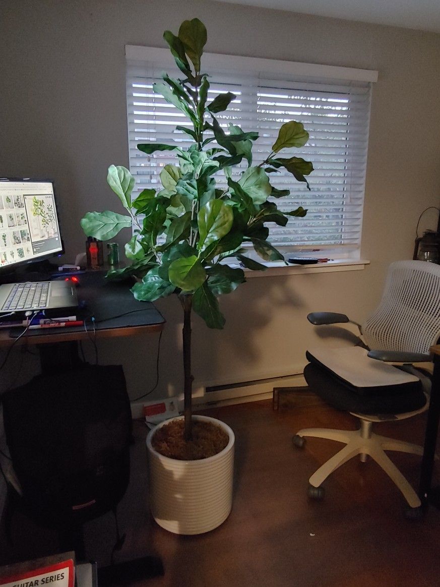 Fake Fiddly Fig Tree for Sale in Kenmore, WA - OfferUp