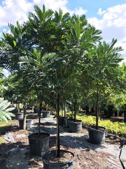 Japanese fern trees for Sale in Miami, FL - OfferUp