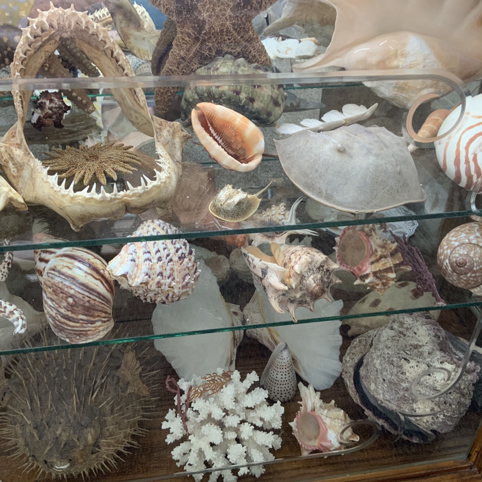 UNIQUE SEASHELL COLLECTION FROM ALL OVER THE WORLD for Sale in Glenoma ...