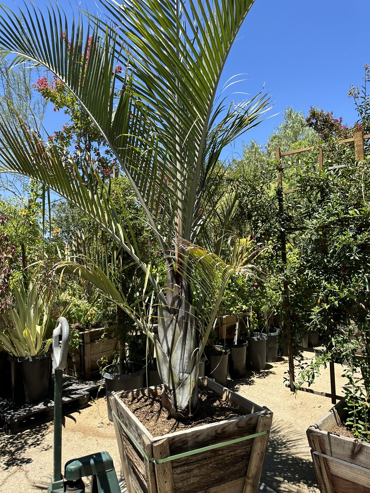 Dypsis decaryi , Triangle palm tree for Sale in Highland, CA - OfferUp