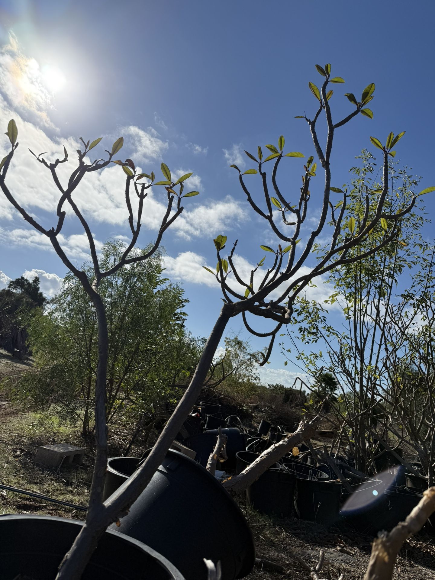 Plant for Sale in Fallbrook, CA - OfferUp
