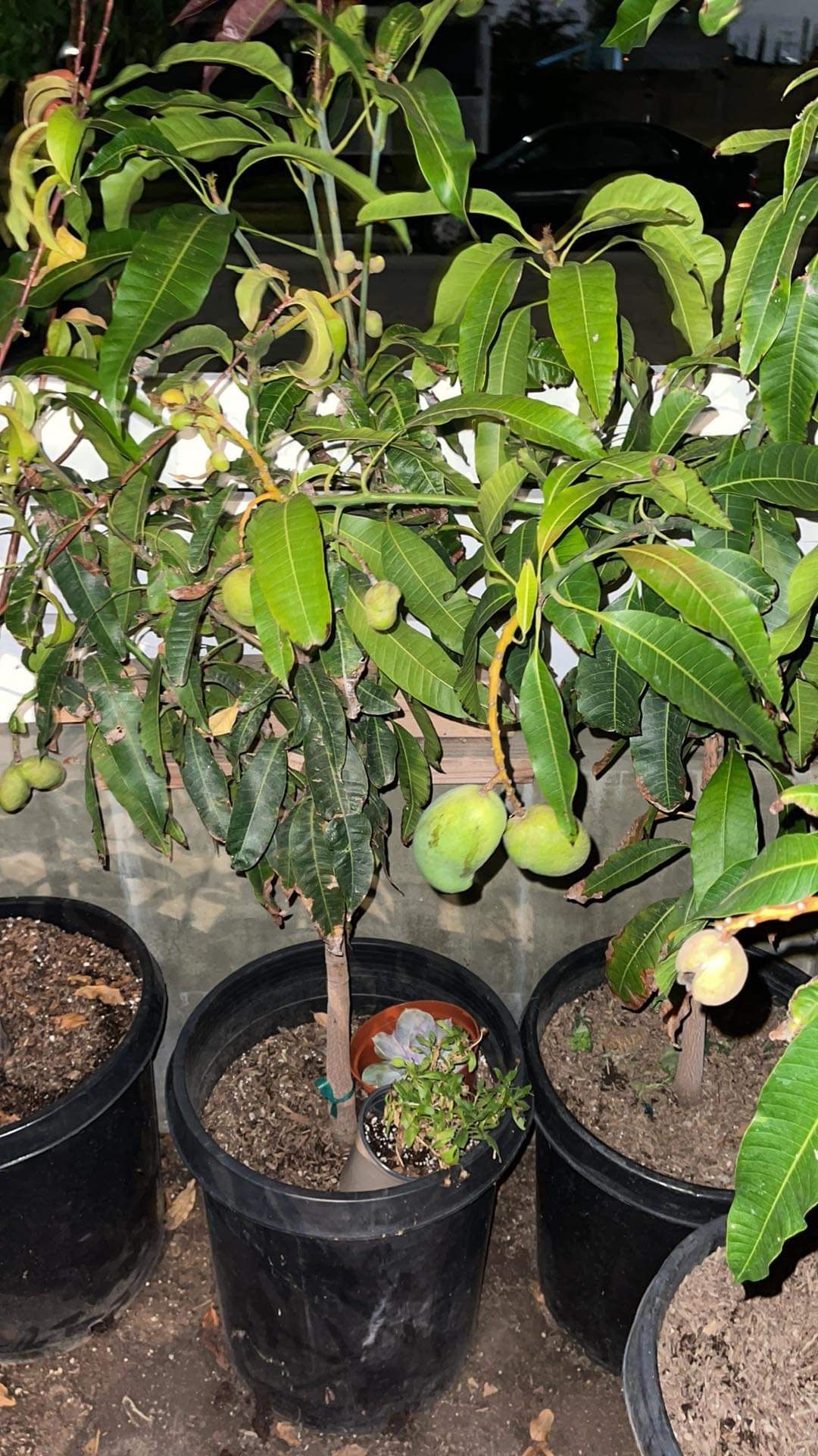 15g Semi Dwarf Mango Corriente(Criollo) for Sale in Gardena, CA - OfferUp