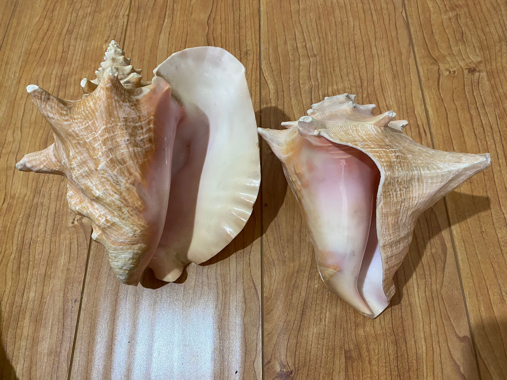 Conch Shells for home decoration for Sale in Las Vegas, NV - OfferUp