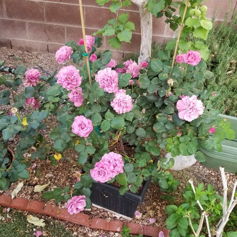 Angel Face Rose Bush