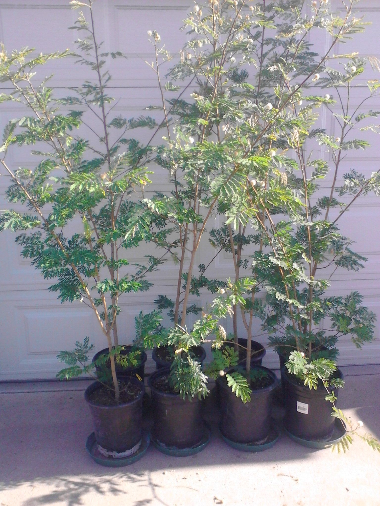 Mimosa shade trees in 5 gallon pots for Sale in Phoenix, AZ - OfferUp