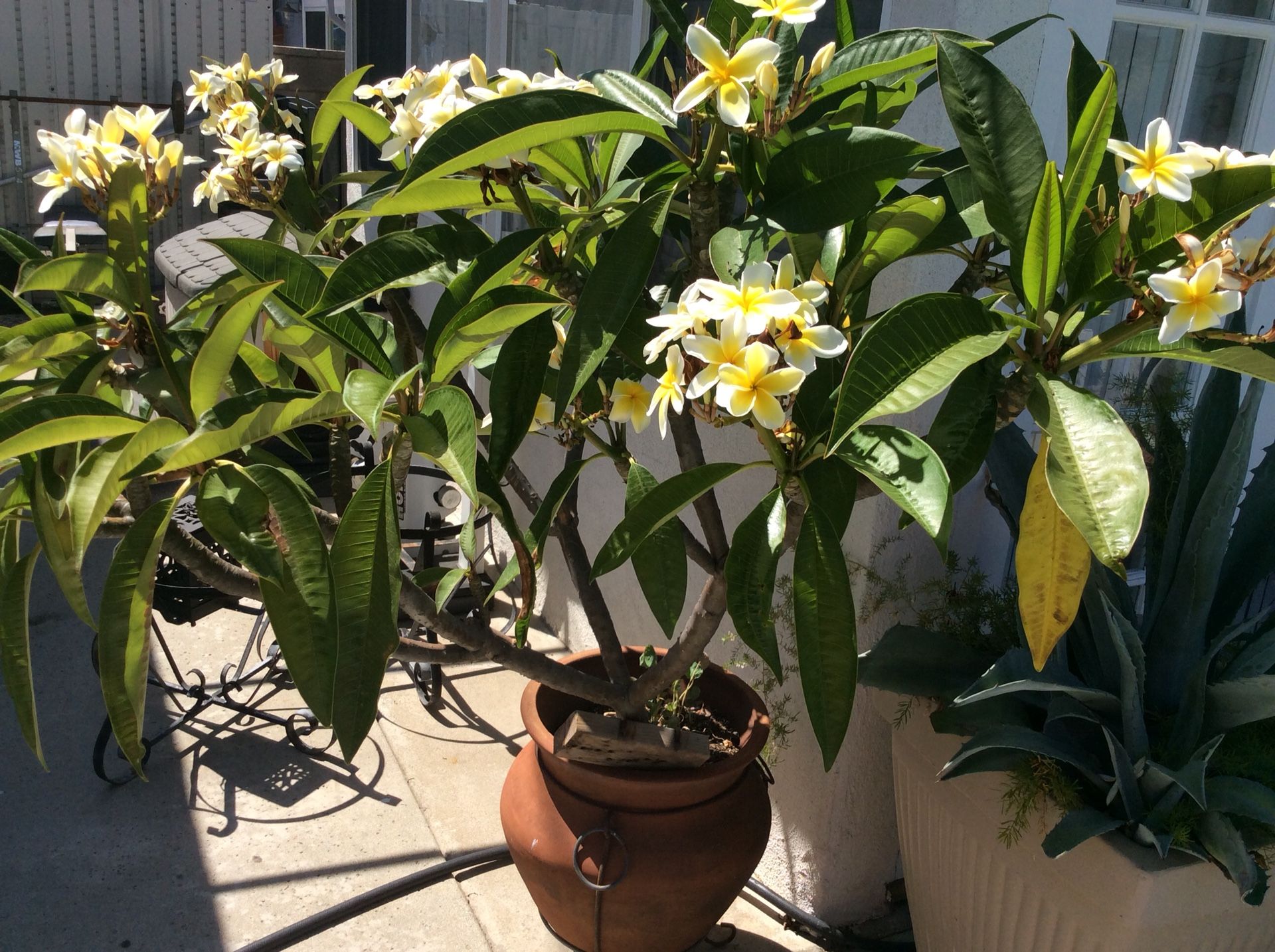 Plumeria Plant In Pot
