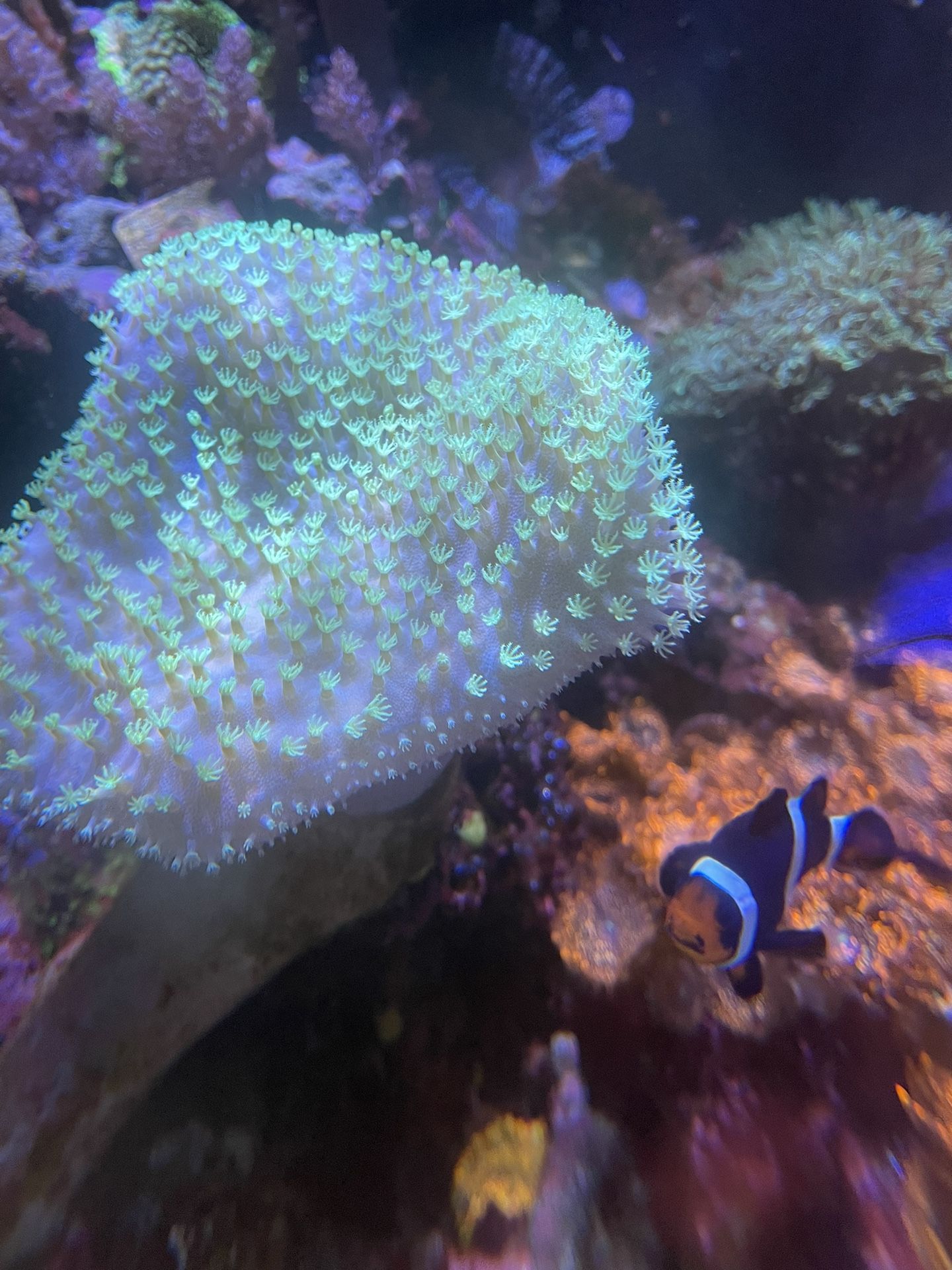 Saltwater Aquarium Toadstool Decorations for Sale in Alpine, CA - OfferUp