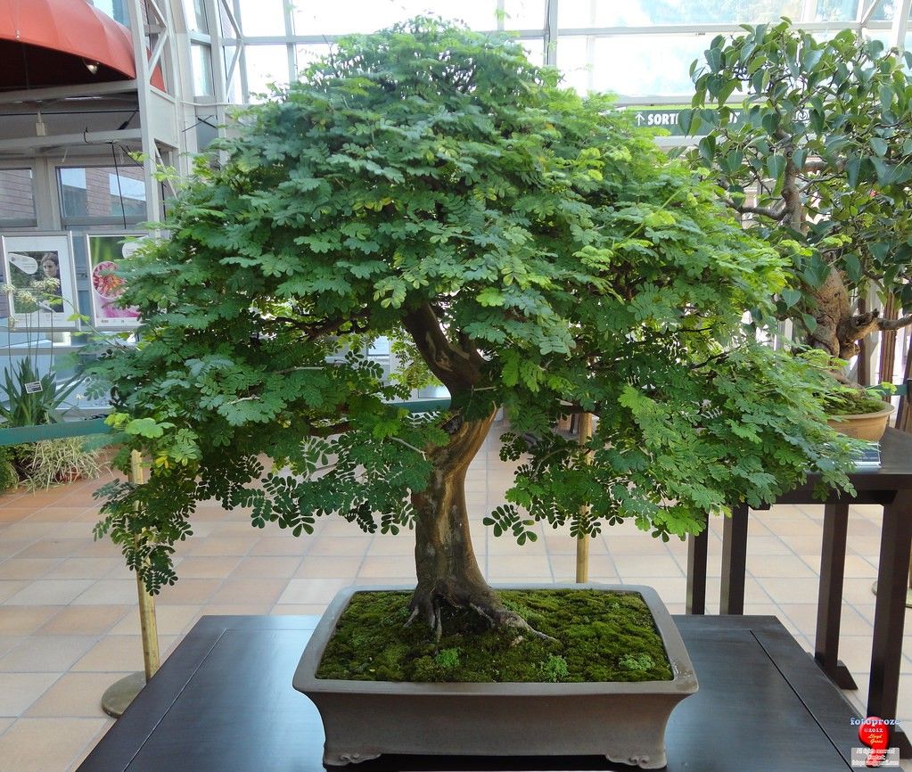 RARE LIVE PLANT 2ft Pithecellobium Tortum Brazilian Raintree for bonsai ...