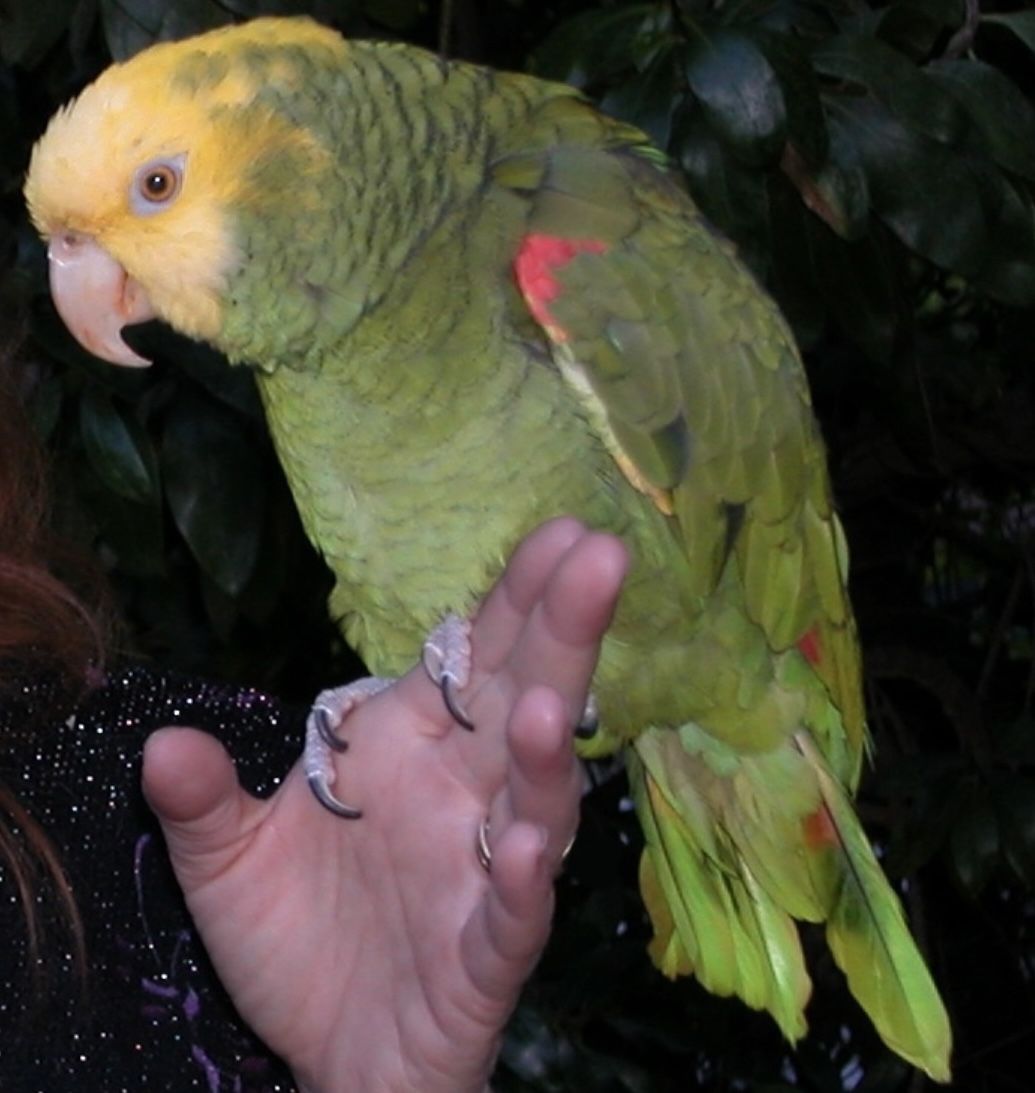 Double Yellow Headed Amazon Parrot