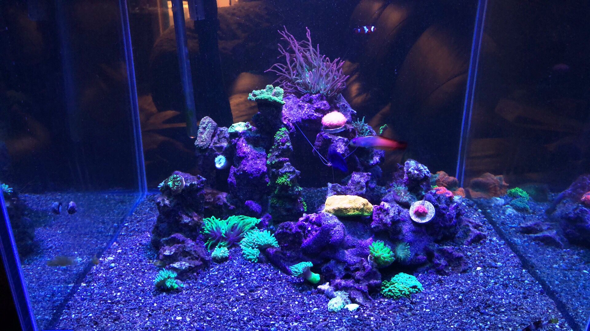 Custom Hang on Back Macro Algae and Java Moss Reactor Filter for Salt ...