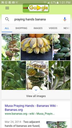 Praying hands banana tree for Sale in Saint Cloud, FL - OfferUp