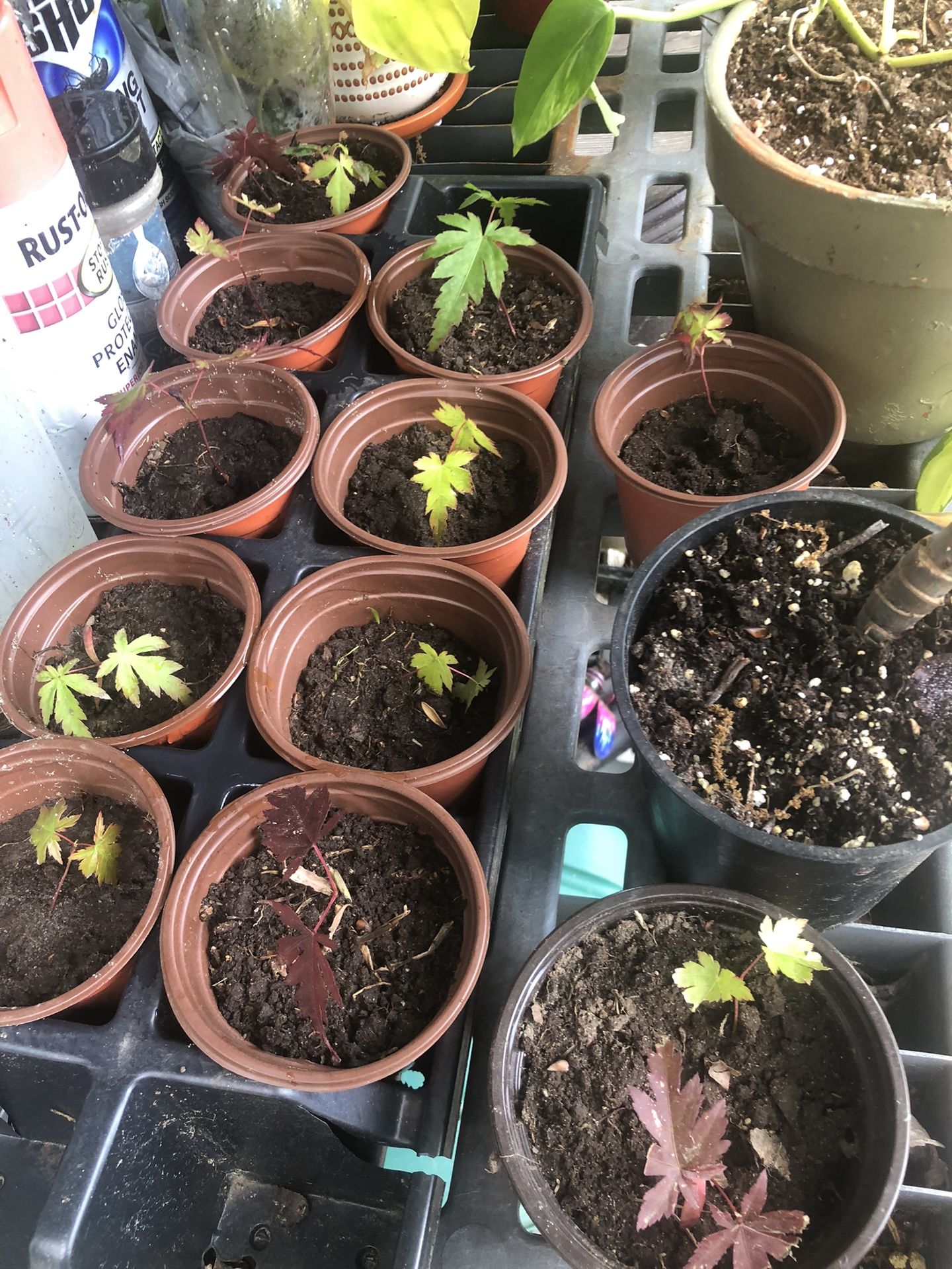 Japanese Maple Seedlings for Sale in Virginia Beach, VA - OfferUp