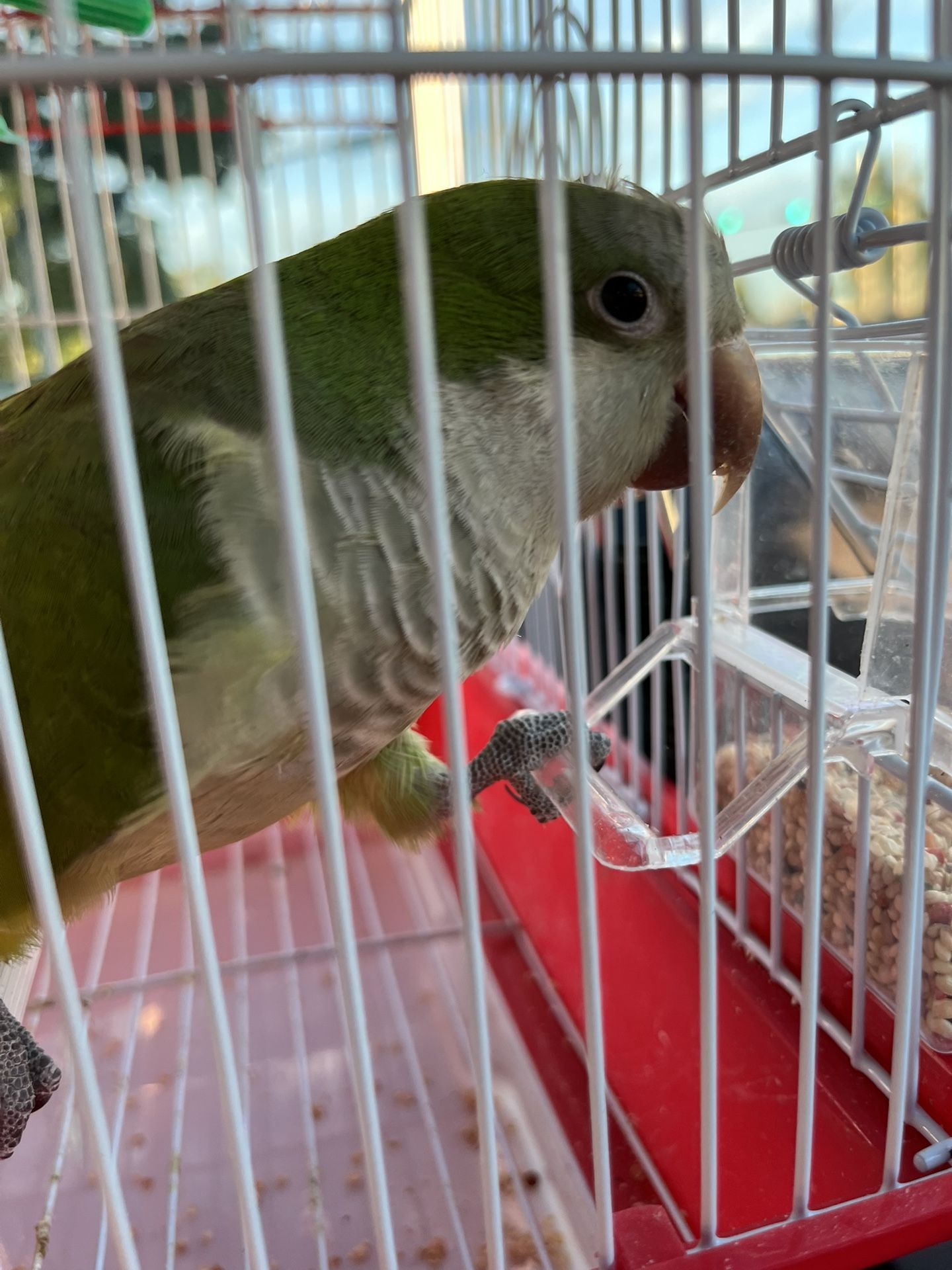 Bird Cage for Sale in Miami, FL - OfferUp