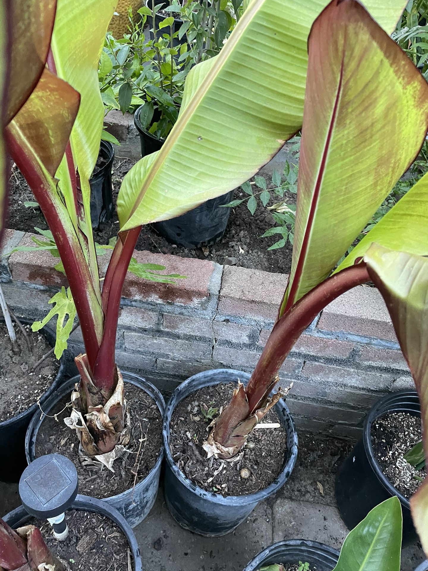 Red Banana Plant