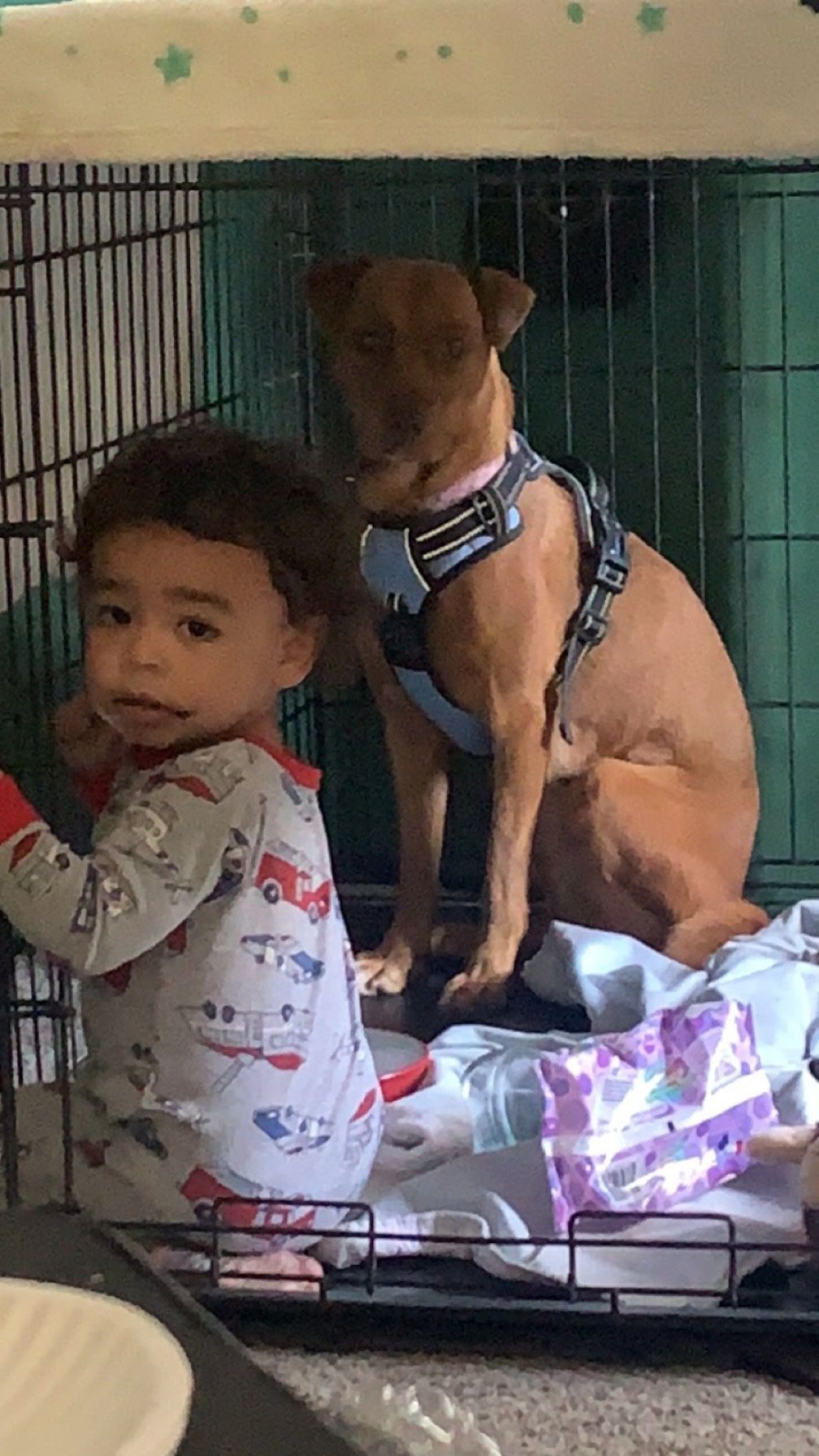 large dog cage for Sale in Cincinnati, OH - OfferUp