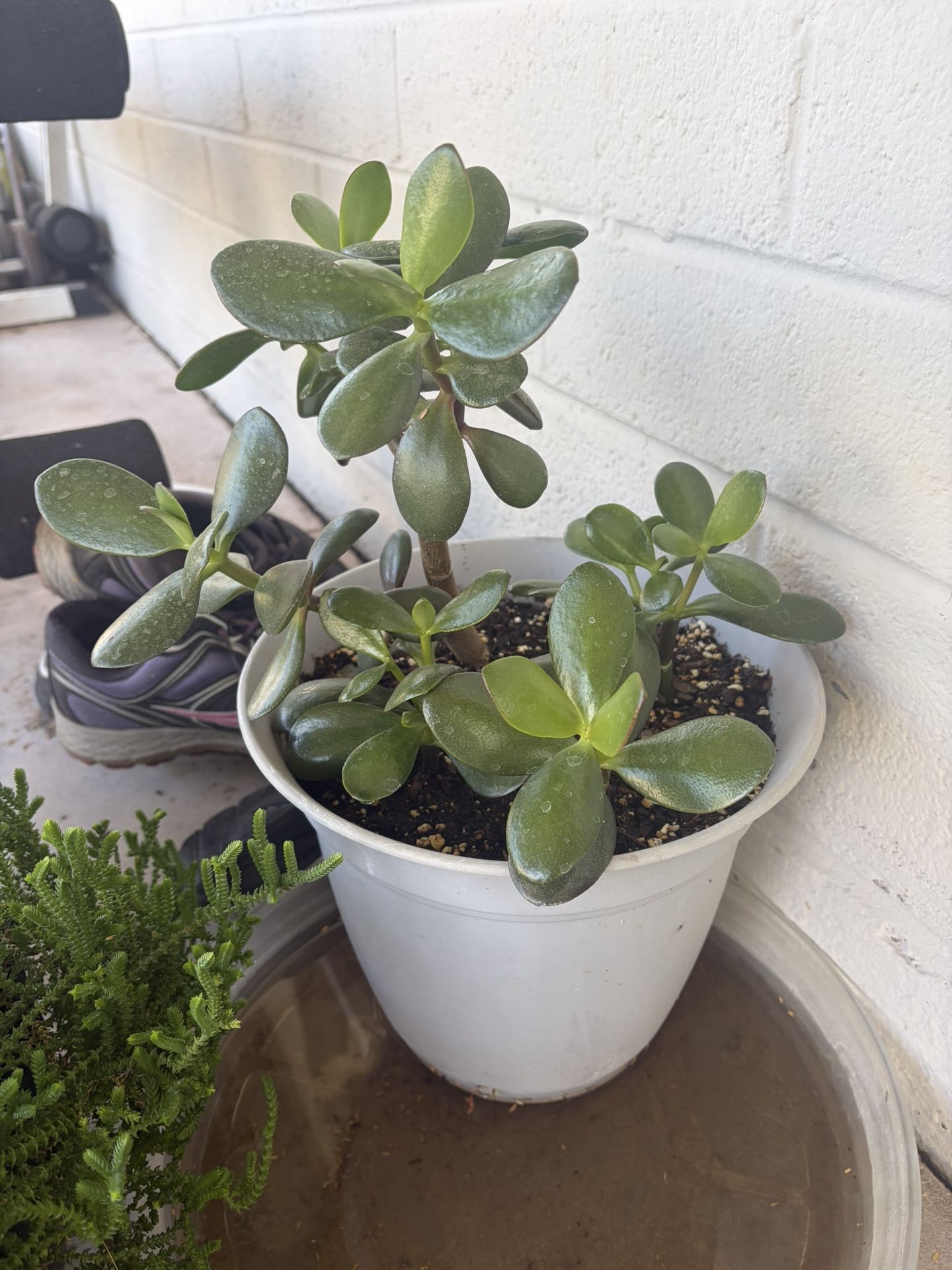 Jade Plant for Sale in Apache Junction, AZ - OfferUp