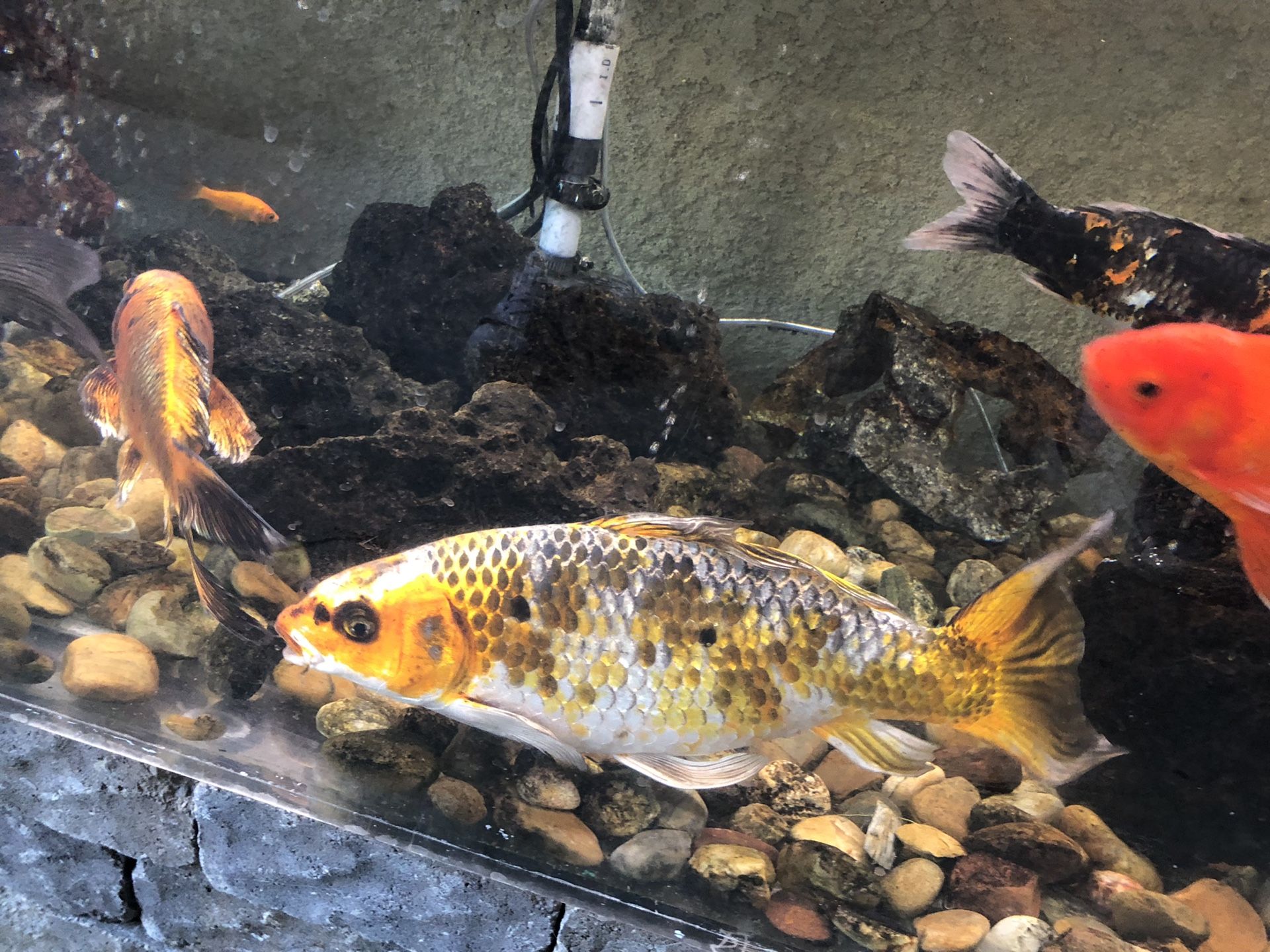 Japanese Koi Fish Tank