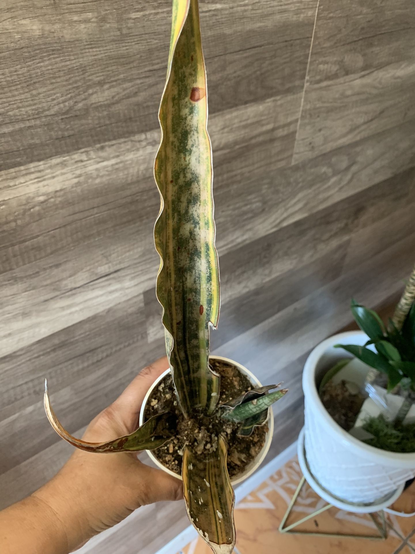 Variegated Copperton Sensaveria Plants for Sale in Fontana, CA - OfferUp