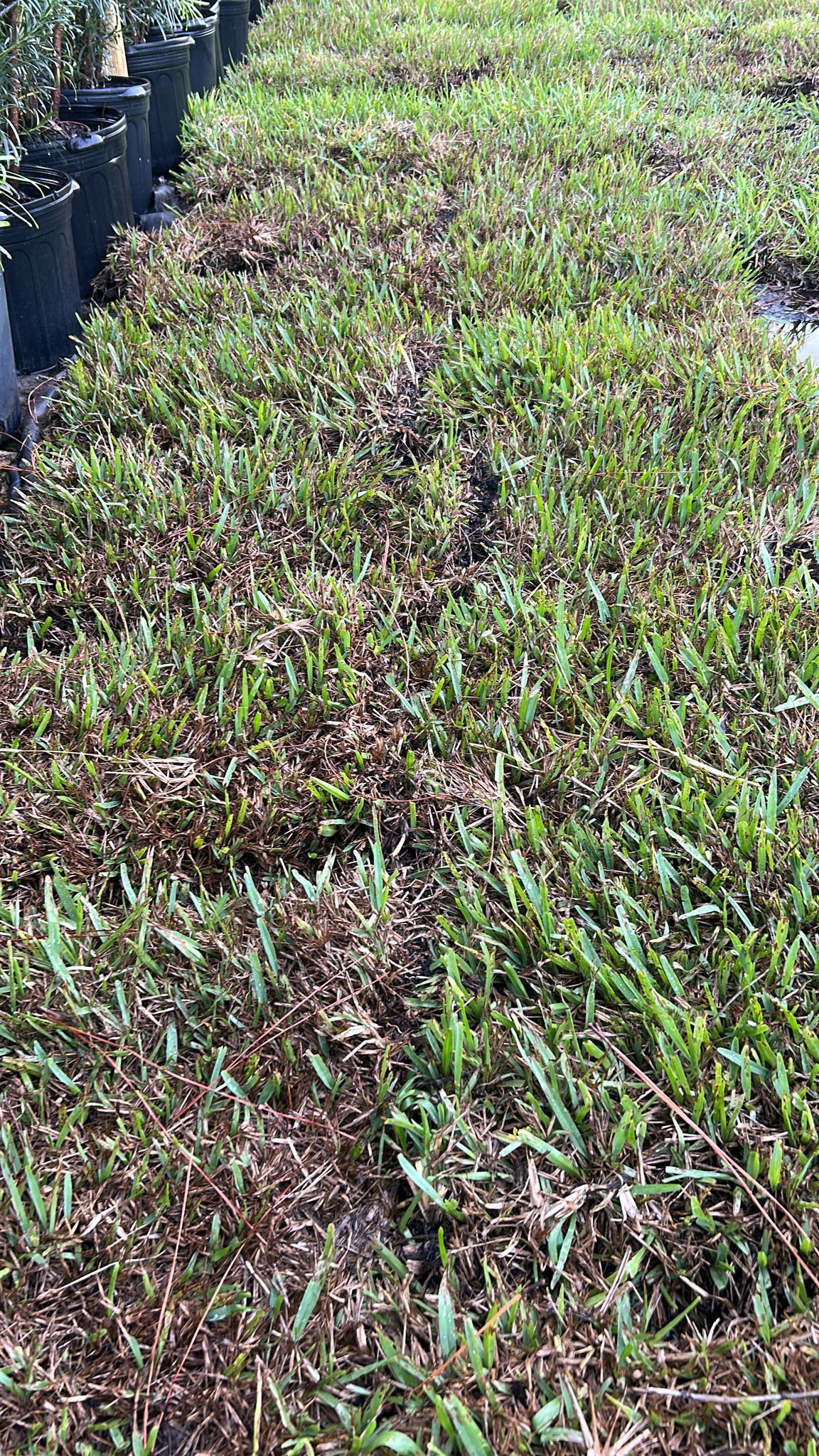 Sod “Grass For Sale” 4 Days Old - Pallet for Sale in Lake Worth, FL ...