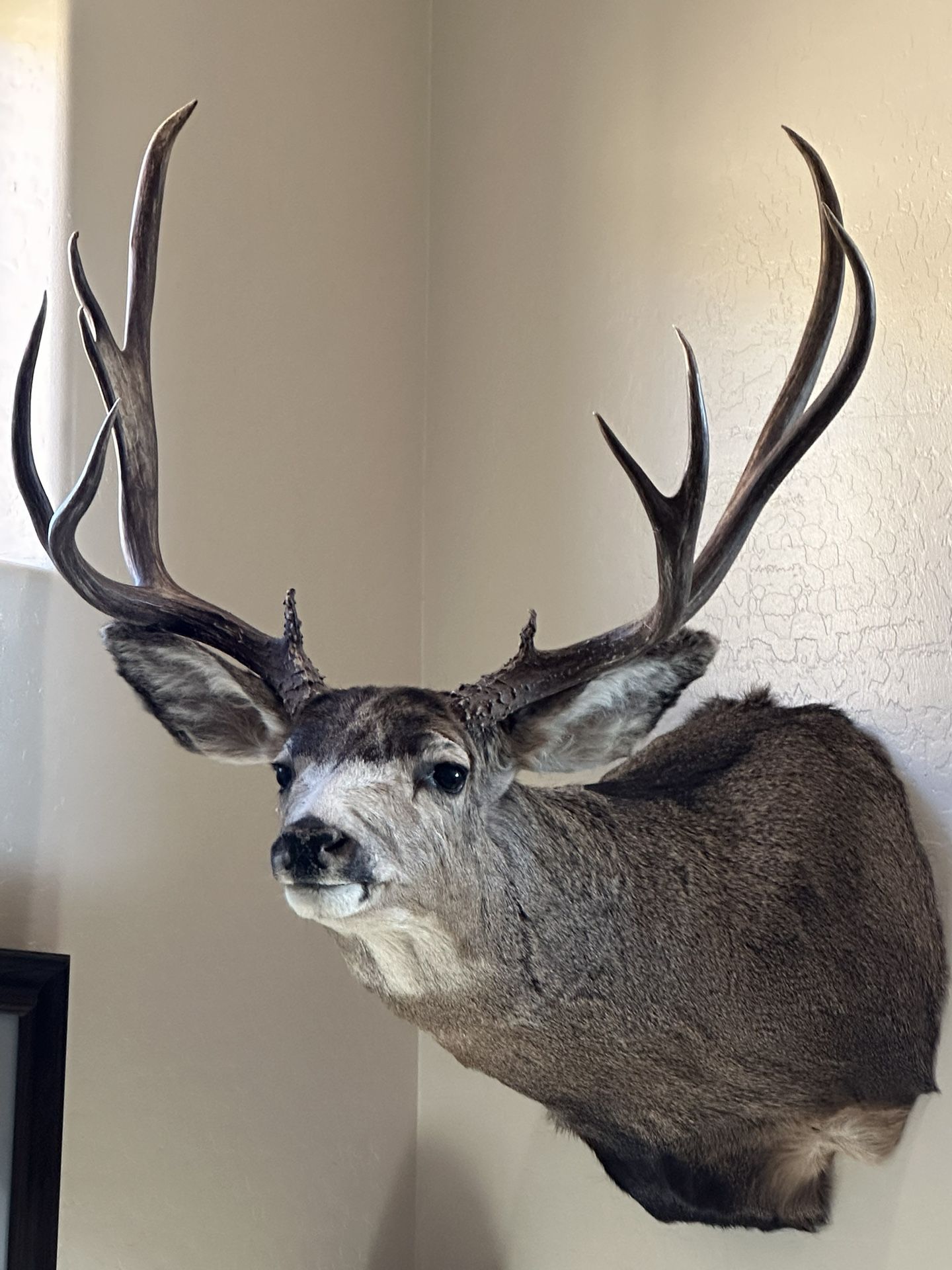 Dear Head for Sale in Mesa, AZ - OfferUp