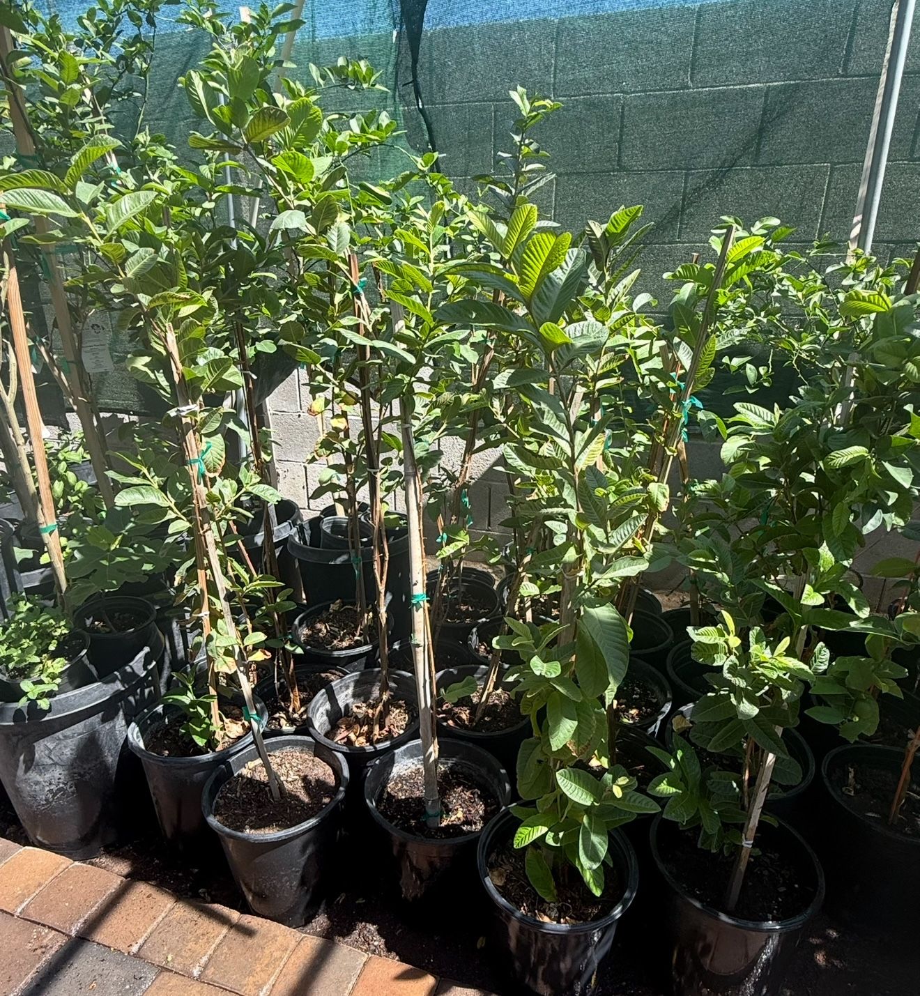 Pink Guava Trees 4F And 3F The Tall $40 And $35 Each Price Firm for ...