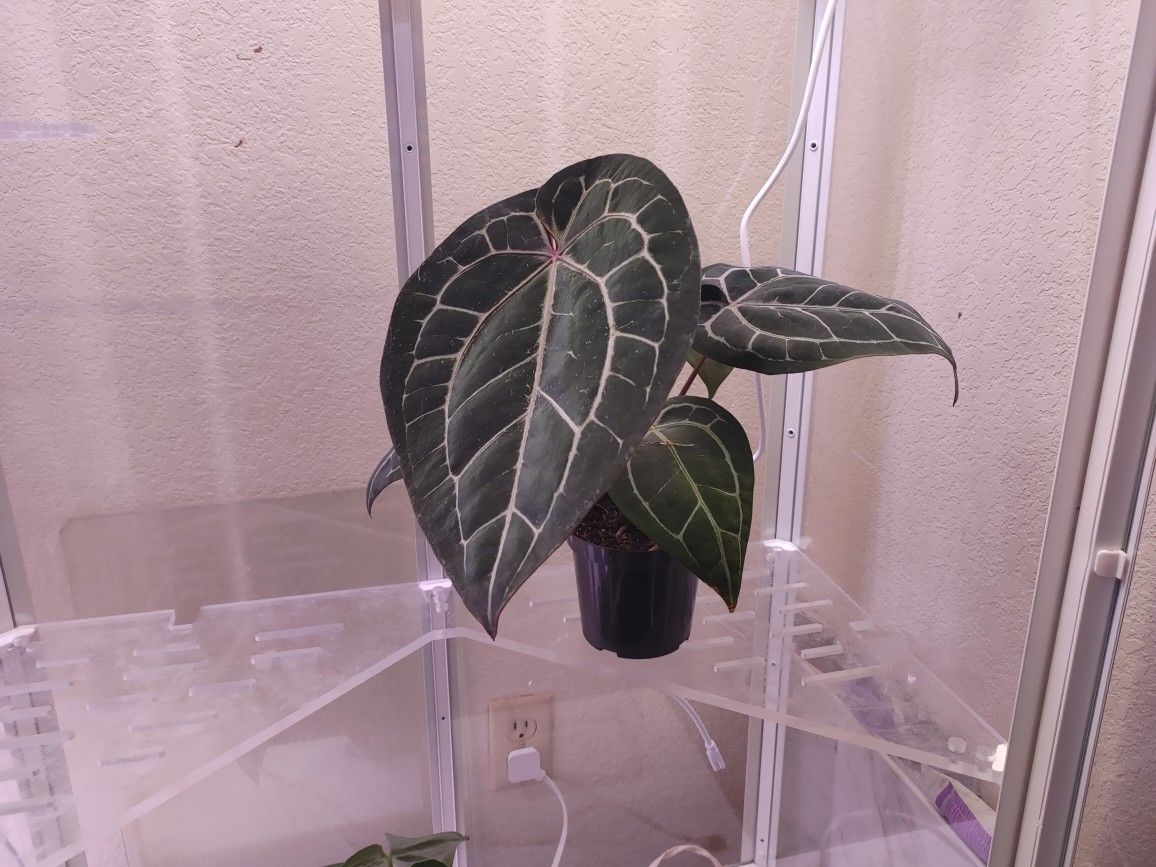 Anthurium Doc Block X Michelle for Sale in Hesperia, CA - OfferUp